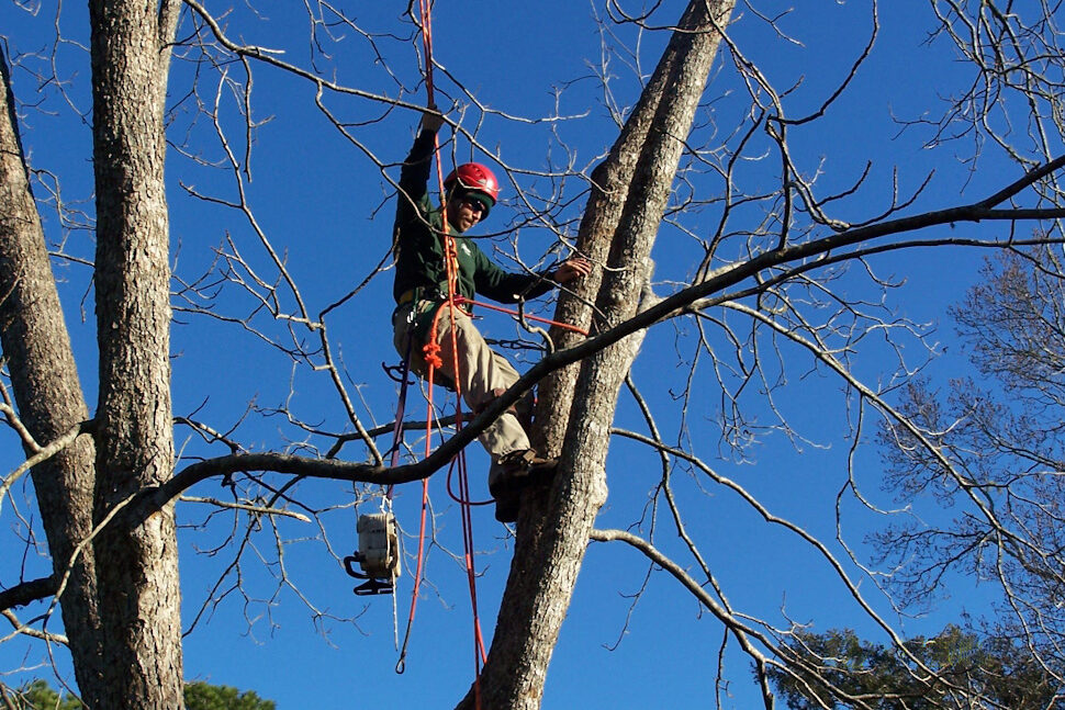 8 Tips for How to Care for your Trees in Winter | Jim's Trees NZ