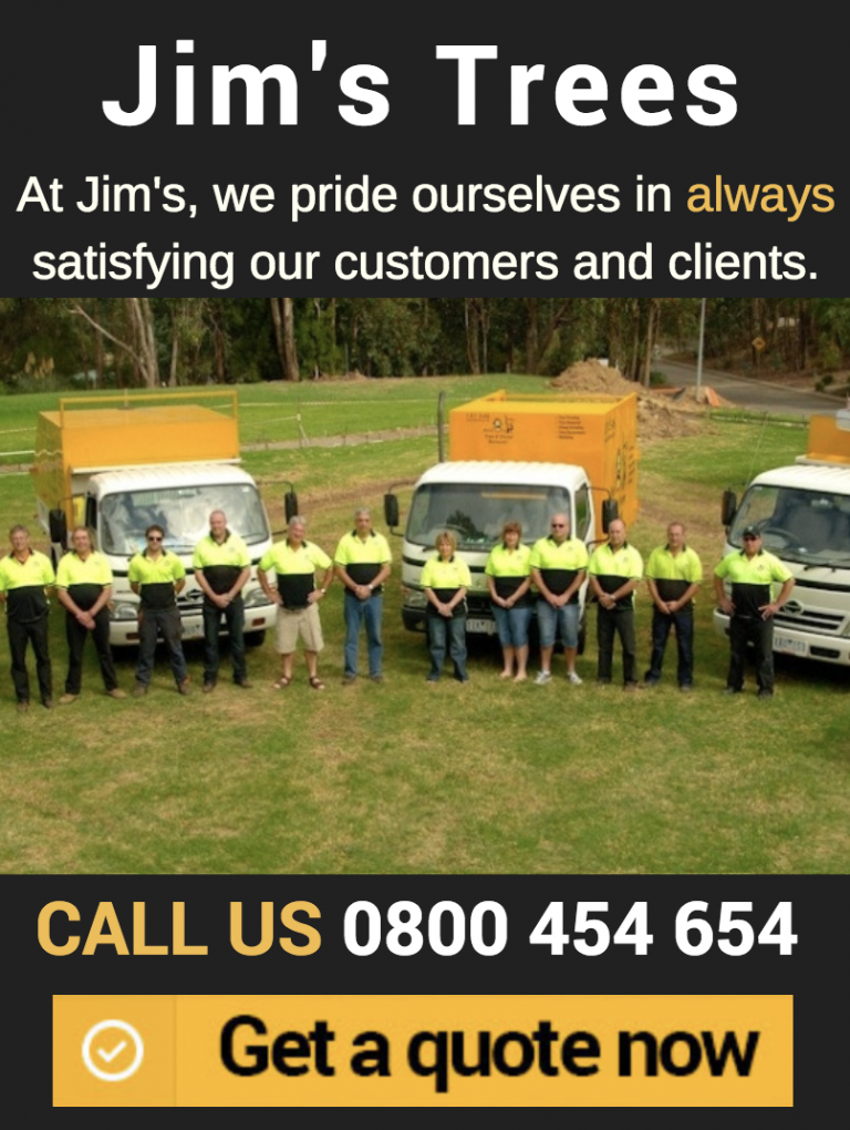 Jim’s Trees NZ | Tree & Stump Removal Services