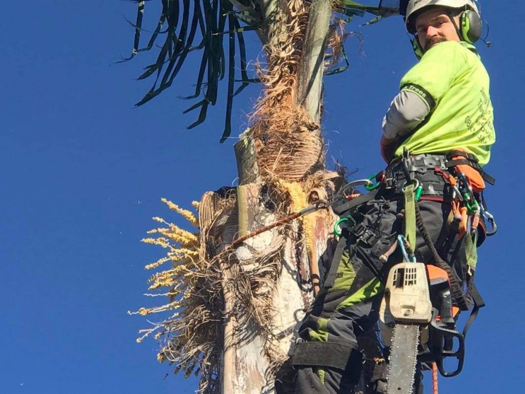 Palm Tree Removal Services | Jim’s Trees NZ