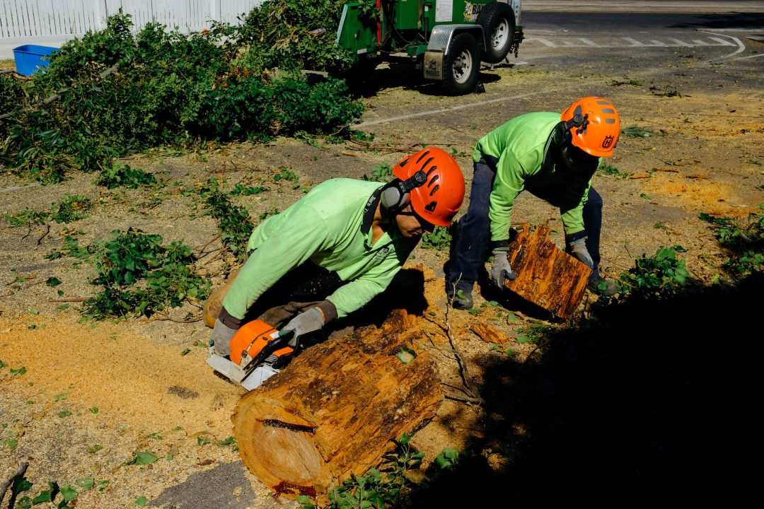 Stump Grinding & Removal Services | Jim’s Trees NZ